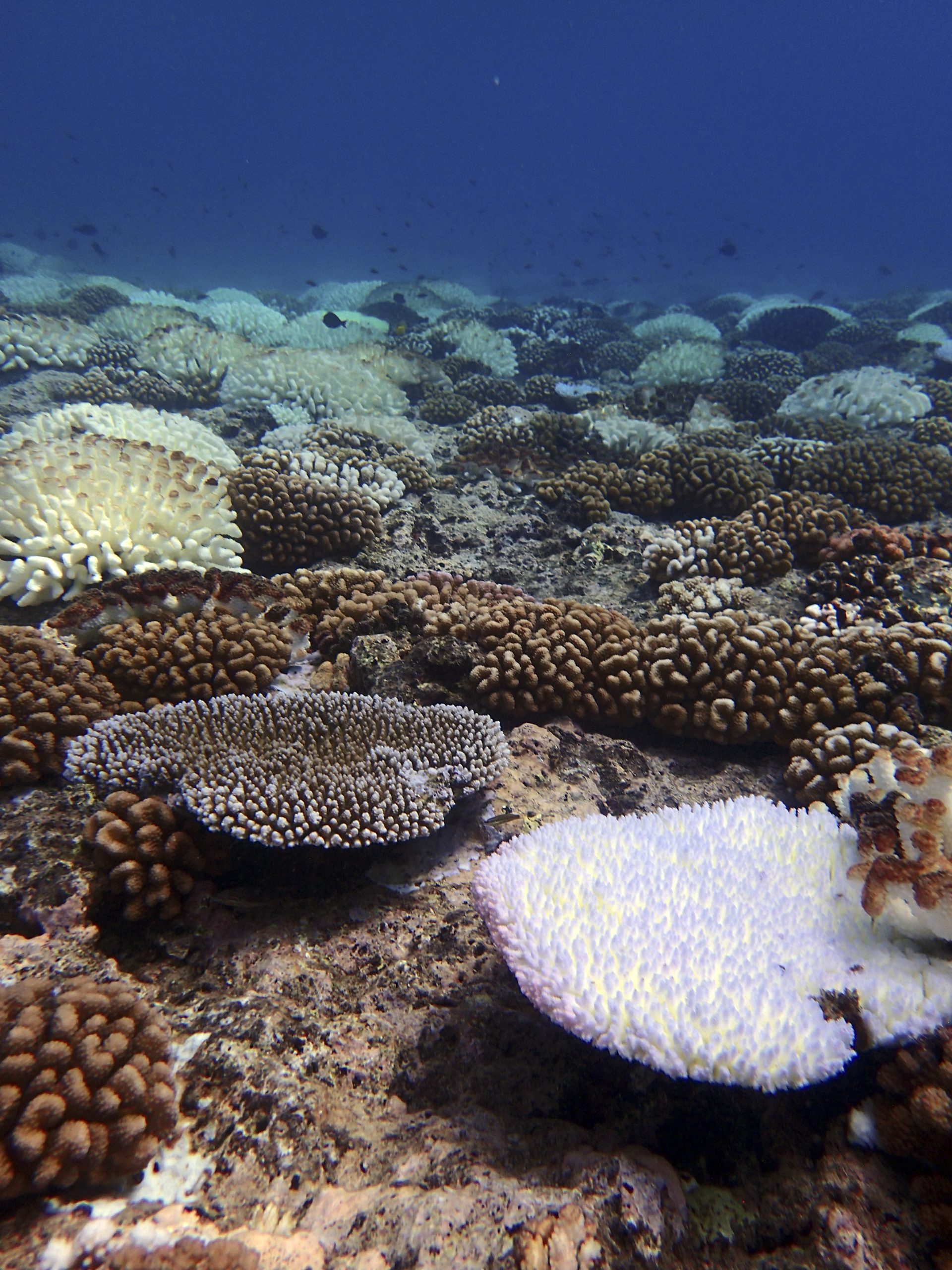 Reef-Building Corals - Strader Lab
